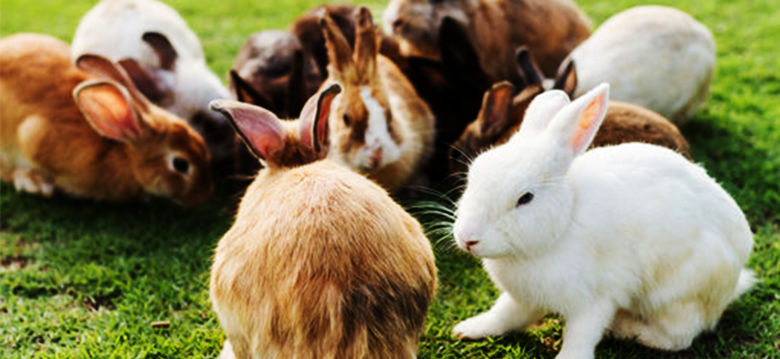 Animal Farming – SIKAMAX FARMS LIMITED